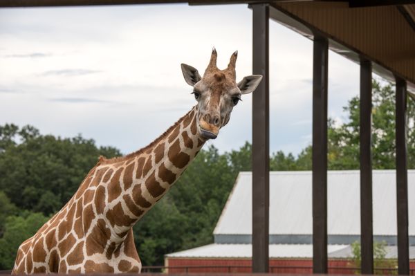 ZOOSIANA - Updated October 2025 - 60 Photos - 5601 Hwy 90 E, Broussard ...