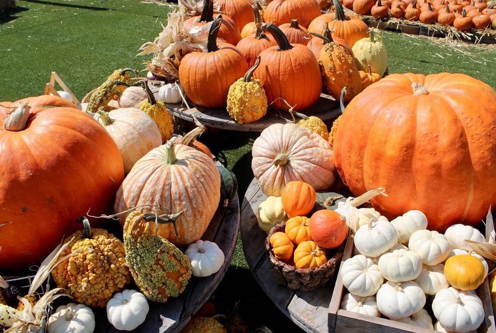 THE PUMPKIN PATCH AT ROCKIN’ R - Updated December 2025 - 74 Photos ...