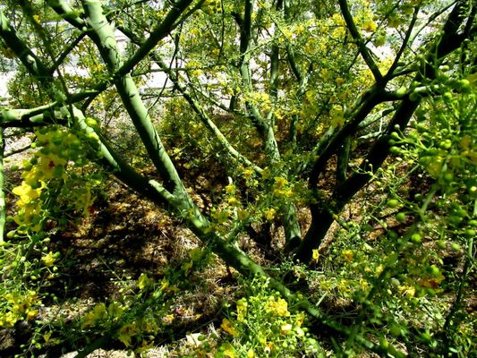 CHALLEN HILL PARK - 28 Photos - Hiking - Challen Ave, Riverside, CA - Yelp