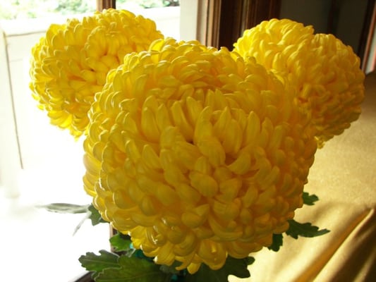 KINGS MUMS - Updated October 2025 - 14857 S Brunner Rd, Oregon City ...