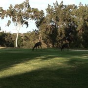 ROOSEVELT GOLF COURSE - 81 Photos & 62 Reviews - Golf - 2650 N Vermont ...