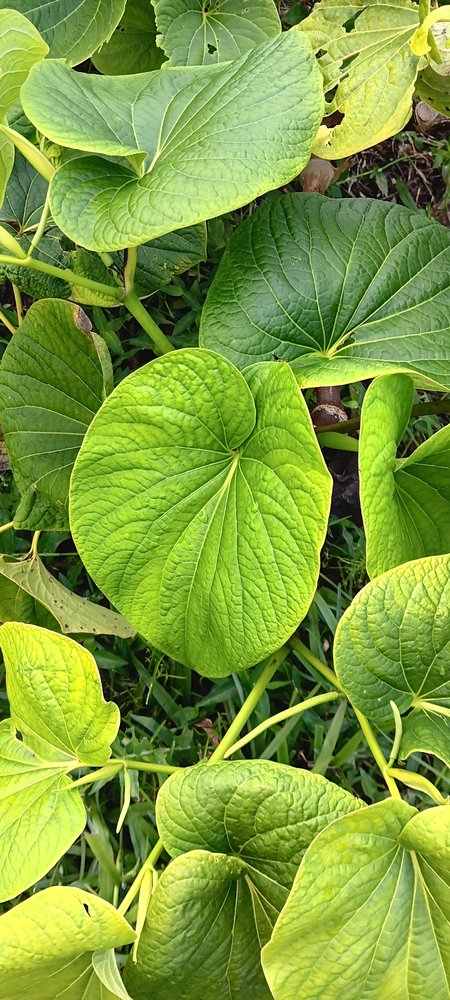 KAVA KAVA LOUNGE - Updated December 2025 - 69 Waianuenue Ave, Hilo ...