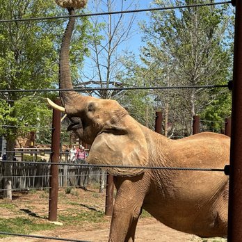 ZOO ATLANTA - Updated May 2024 - 2714 Photos & 640 Reviews - 800 ...