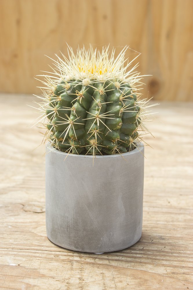 PLANTAFLOR USA - Updated April 2024 - 25 Photos - 763 Peres Ln, Santa ...