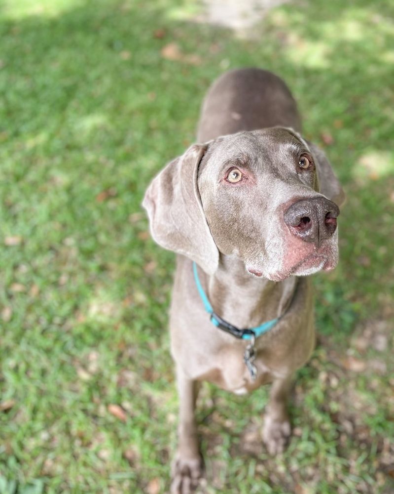 FETCH FIDO - Updated July 2025 - 26 Photos - Pensacola, Florida - Dog Walkers - Phone Number - Yelp