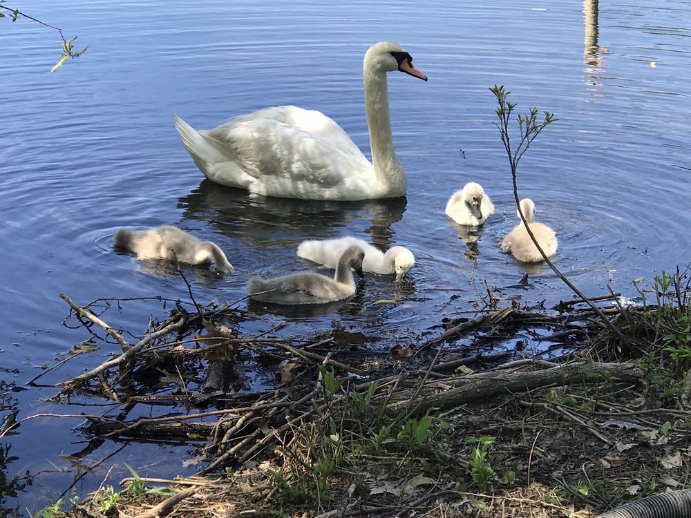 WEDGE POND - Updated October 2025 - 16 Photos - 29 Palmer St ...