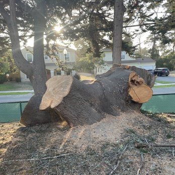 TOPE’S TREE SERVICE - Updated October 2025 - 38 Photos & 38 Reviews ...