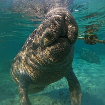FUN 2 DIVE MANATEE TOURS - Updated March 2025 - 379 Photos & 210 ...