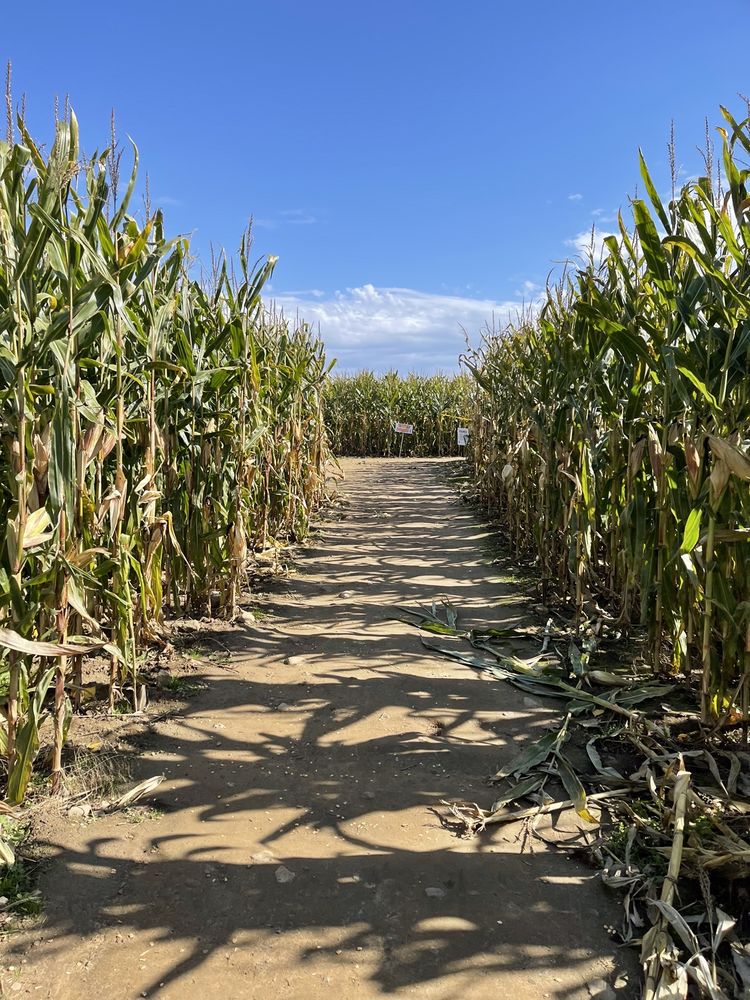 PICK’N PATCH - Updated December 2025 - 45 Photos & 10 Reviews - 2205 ...