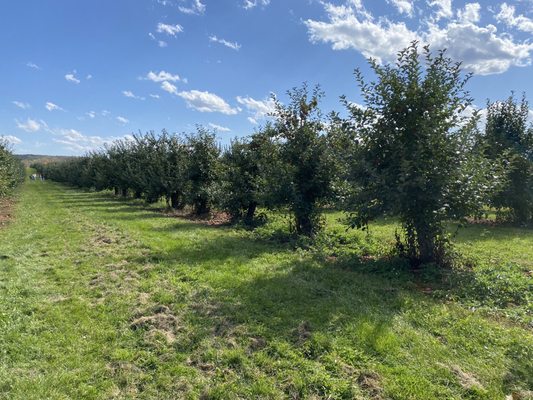 WAY FRUIT FARM - 21 Photos & 30 Reviews - 2355 Halfmoon Valley Rd, Port ...