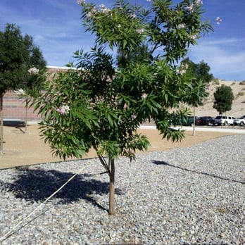 LOMA COLORADO MAIN LIBRARY - Updated December 2025 - 36 Photos & 18 ...