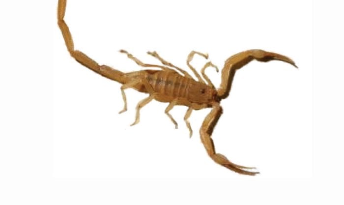 CHESHIRE CAT PEST & TERMITE CONTROL - 12 Reviews - 156 E Santa Cruz Dr ...