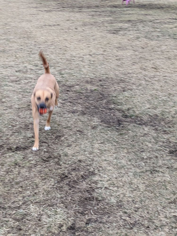 DANBURY DOG PARK - Updated October 2025 - 76 Miry Brook Rd, Danbury ...