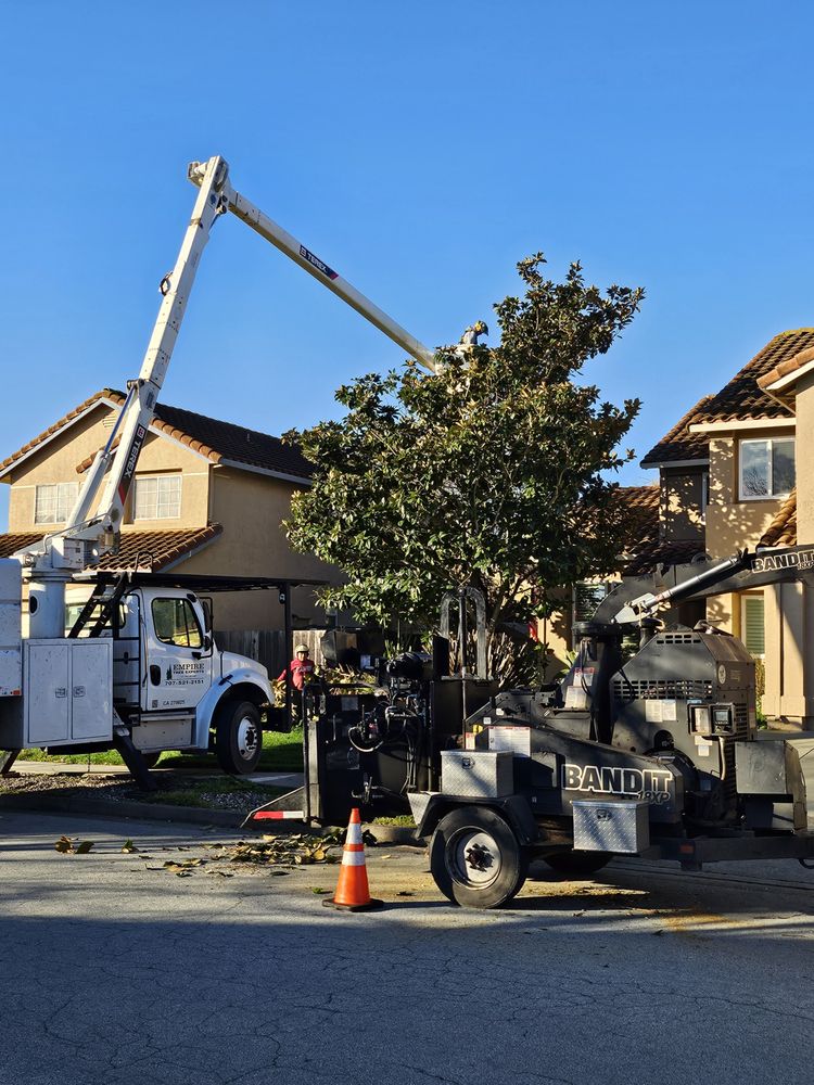 EMPIRE TREE EXPERTS - Updated January 2026 - 10 Photos & 86 Reviews ...