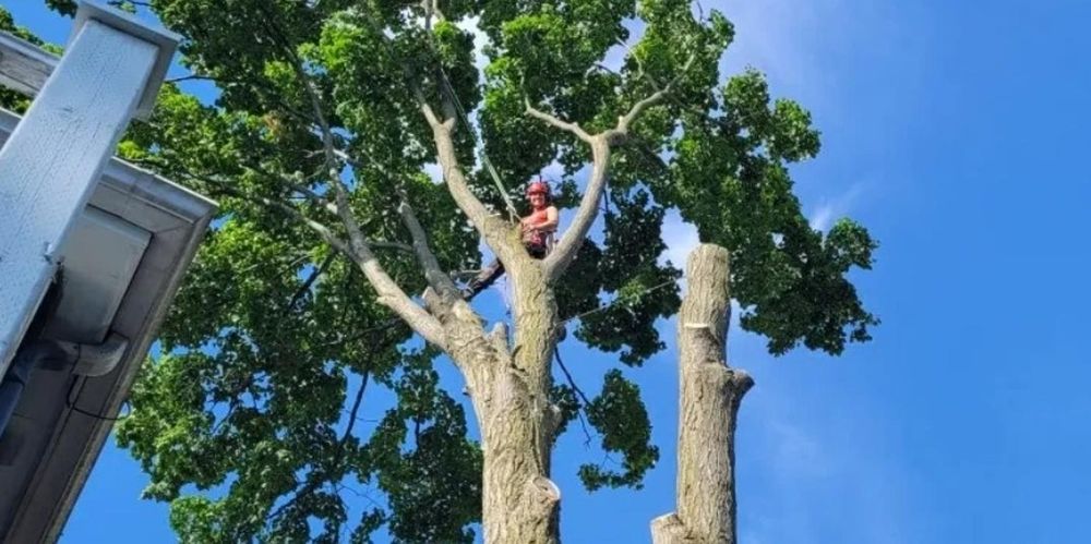 BEAVER TREE REMOVAL - Updated October 2024 - 10 Photos - 119 Guest ...