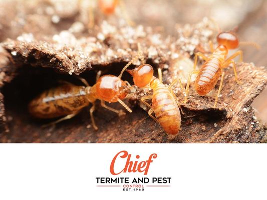 CHIEF TERMITE & PEST CONTROL - Updated January 2025 - 13 Photos - 5291 ...