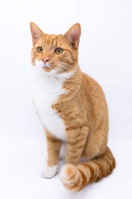 CAT DADDY CAT CAFE - Updated December 2025 - 30 Photos - 2533 US-176, Columbia, South Carolina ...