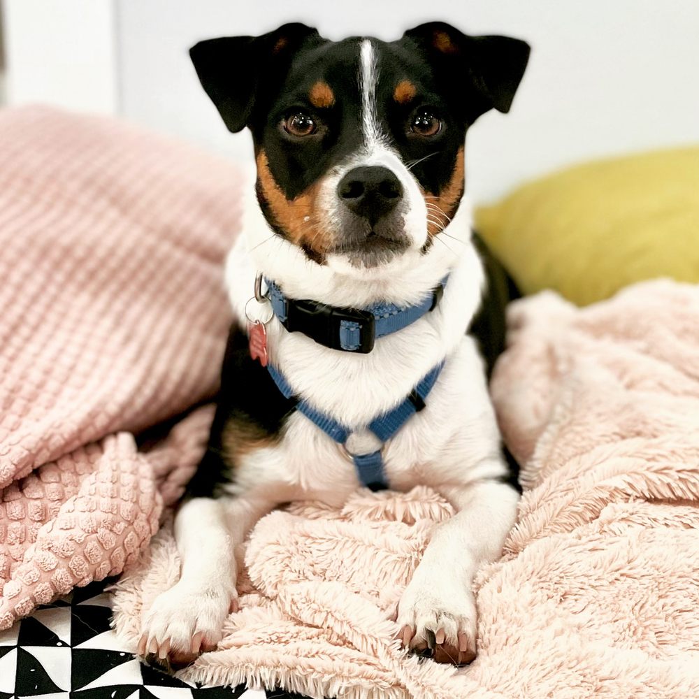 MUTTY PAWS - 23 Photos - San Mateo, CA - Yelp