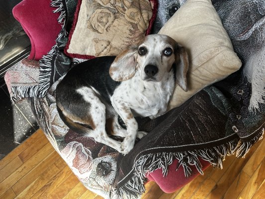 FINAL VICTORY ANIMAL RESCUE - Updated December 2025 - 10 Photos & 20 ...