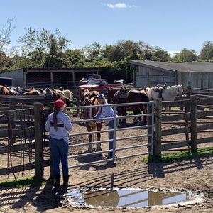 DEEP HOLLOW RANCH BEACH & TRAIL RIDES - 73 Photos & 43 Reviews ...