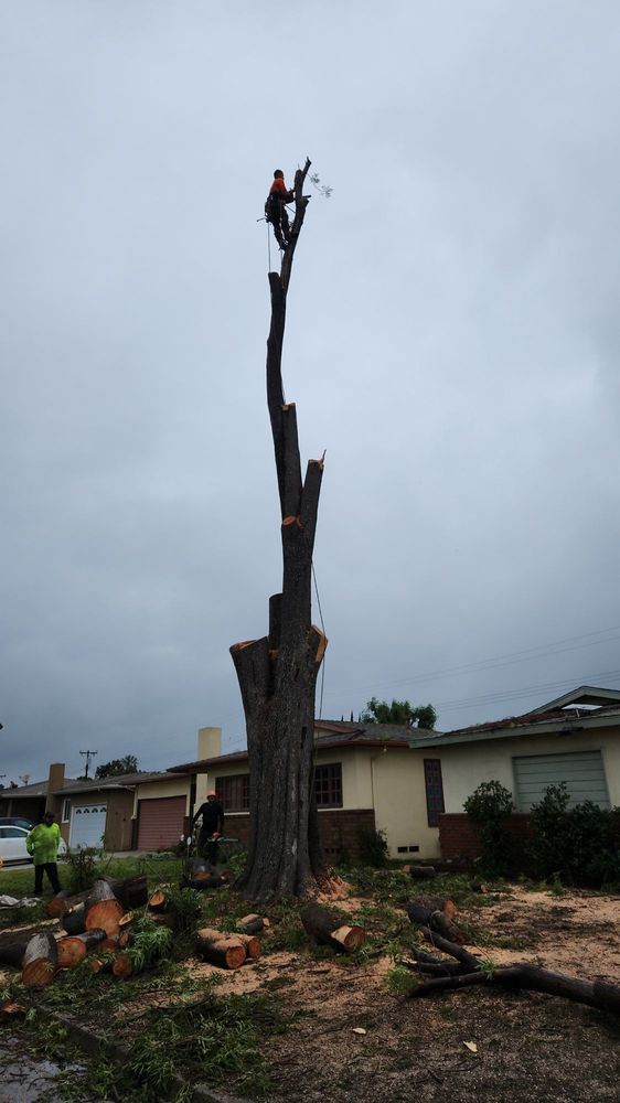 SM TREE SERVICE - Updated October 2025 - Request a Quote - 46 Photos ...