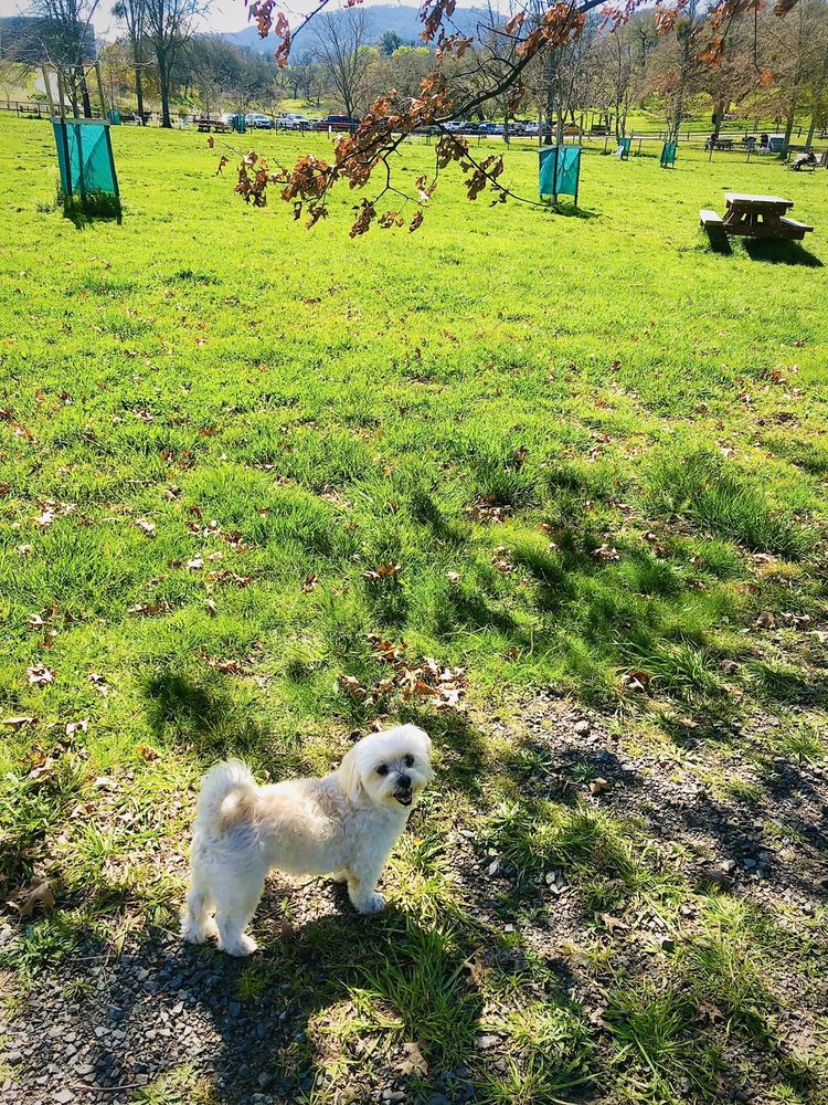 ELIZABETH ANNE PERRONE DOG PARK - Updated March 2025 - 17 Photos ...