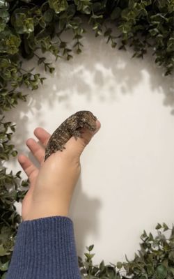 PREDATOR’S REPTILE CENTER - Updated December 2025 - 75 Photos & 149 ...