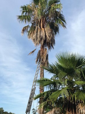 STICKS TREE SERVICE - Updated August 2025 - 53 Photos & 12 Reviews ...