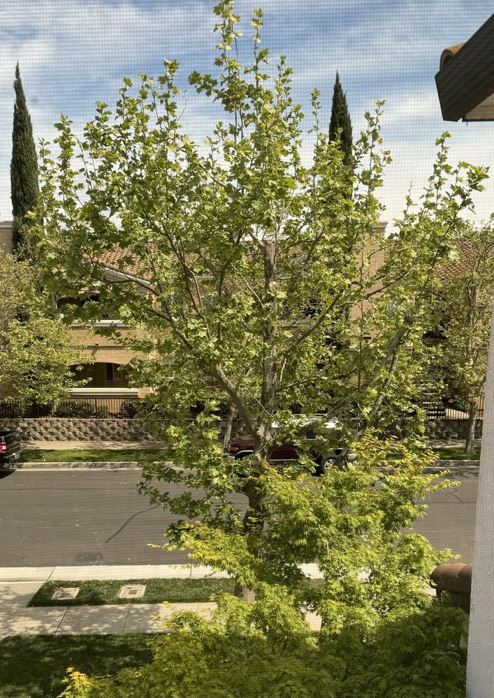 DC TREES - Updated May 2025 - 17 Reviews - Elk Grove, California - Tree ...