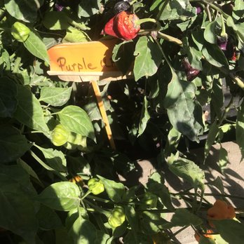 MUSSO FARMS - Updated December 2025 - 33 Photos & 21 Reviews - 35779 ...