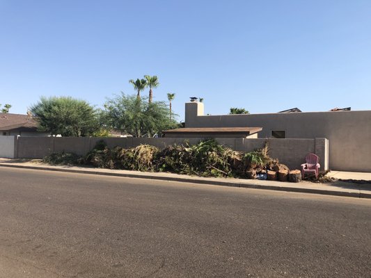 SAM THE TREE GUY - Updated September 2025 - 24 Photos & 21 Reviews ...