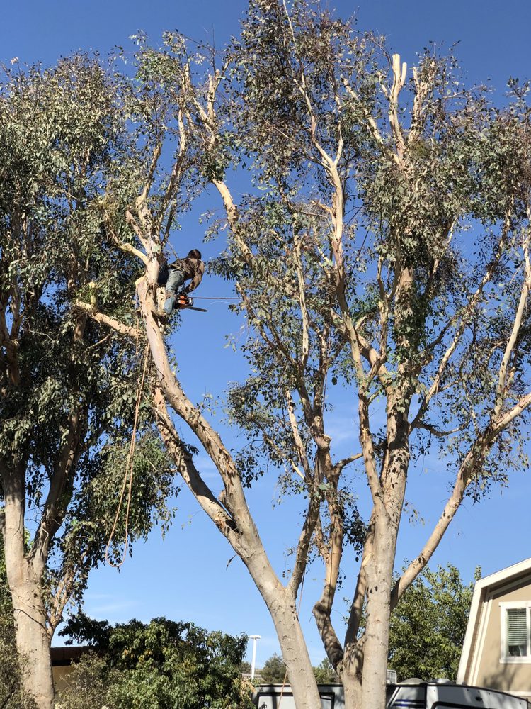 E&E TREE SERVICE - Updated October 2025 - 47 Photos - San Fernando ...