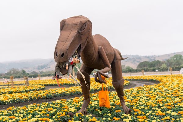 SPINA FARMS PUMPKIN PATCH - TEMP. CLOSED - Updated September 2024 ...