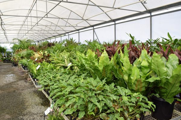 PLANTMARK WANTIRNA - WHOLESALE PLANT NURSERY - Updated September 2025 ...