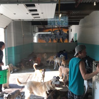 RUFF LOVE DOGS - Updated October 2025 - 23 Photos & 46 Reviews - 3801 ...