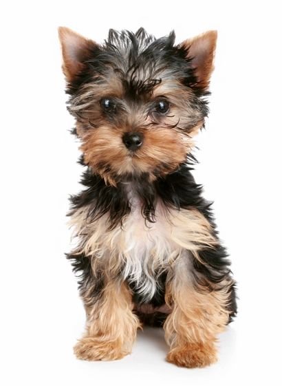 NINO’S PUPPY BOUTIQUE - Updated August 2025 - 6289 Lake Osprey Dr ...