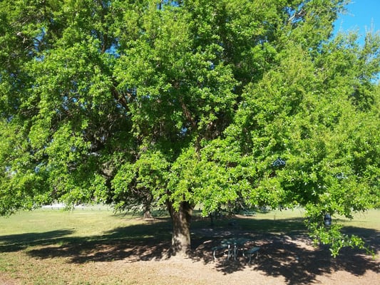 MANGO DOG PARK - Updated December 2025 - 26 Photos & 34 Reviews - 11717 ...