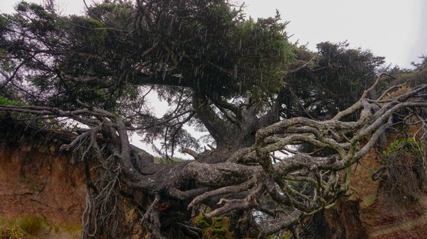 TREE OF LIFE - 32 Photos & 13 Reviews - 101 Old State Hwy, Forks ...