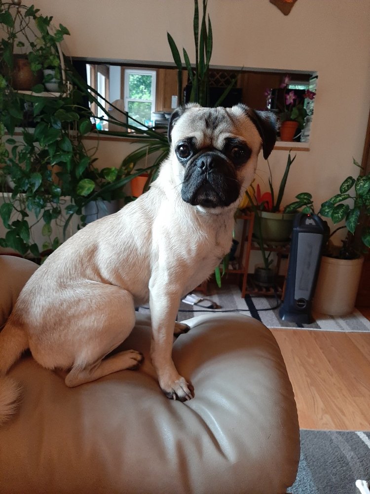 HAIR OF THE DOG MOBILE GROOMING - Updated October 2024 - 58 Photos & 20 ...