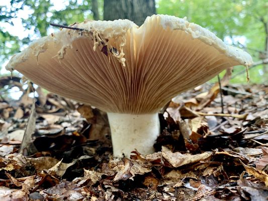 R GARLAND DODD PARK AT POINT OF ROCKS - Updated October 2024 - 77 ...