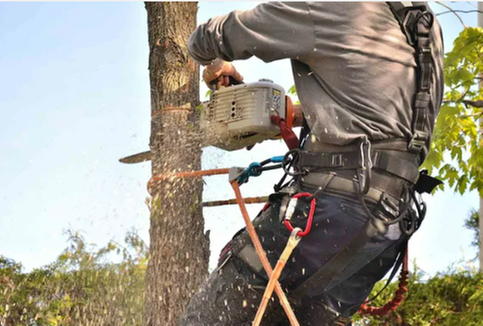 HAINES TREE SERVICES - Updated December 2025 - 102 A Cantina, Hot ...