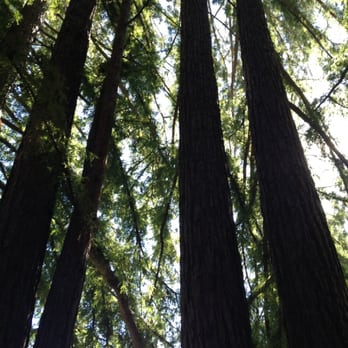 PORTOLA VALLEY LIBRARY - Updated January 2026 - 55 Photos & 16 Verified ...