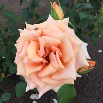 MAPLEWOOD ROSE GARDEN - Updated July 2025 - 109 Photos & 11 Reviews - 1 ...