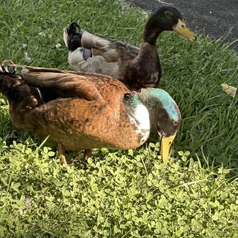 49ER VILLAGE RV COMMUNITY - Updated September 2025 - 213 Photos & 175 ...