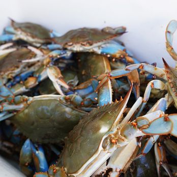 THE SHELLFISH COMPANY - Updated December 2025 - 336 Photos & 29 Reviews ...