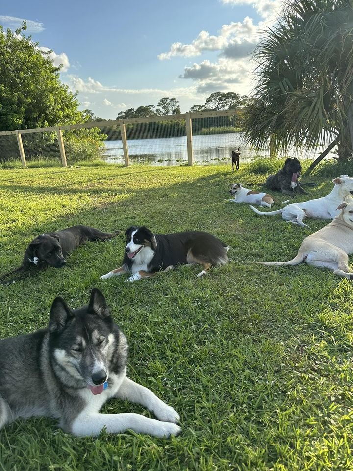 Dog Boarding Port St Lucie