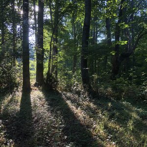 BIG TREES FOREST PRESERVE - 119 Photos & 43 Reviews - 7645 Roswell Rd ...