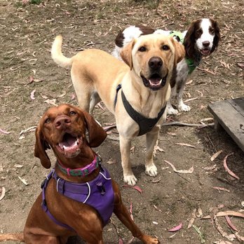 VICKI’S LITTLE RASCALS DOGGY DAYCARE RANCH - Updated August 2025 - 289 ...