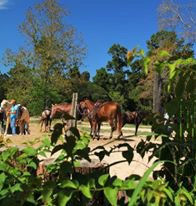 CYPRESS TRAILS RANCH - Updated January 2026 - 376 Photos & 332 Reviews ...