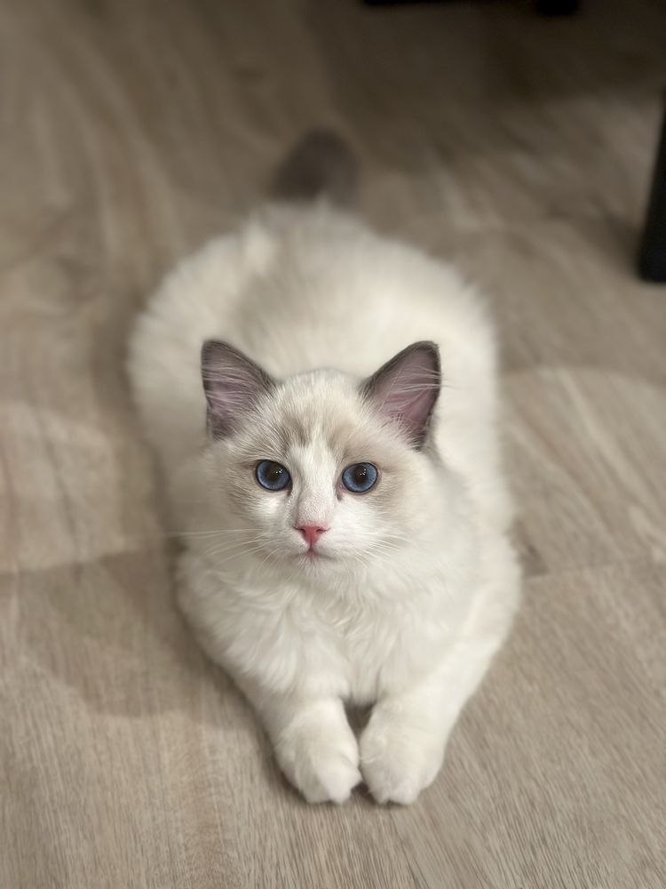 FUR REAL RAGDOLLS - Updated October 2025 - 147 Photos & 47 Reviews ...